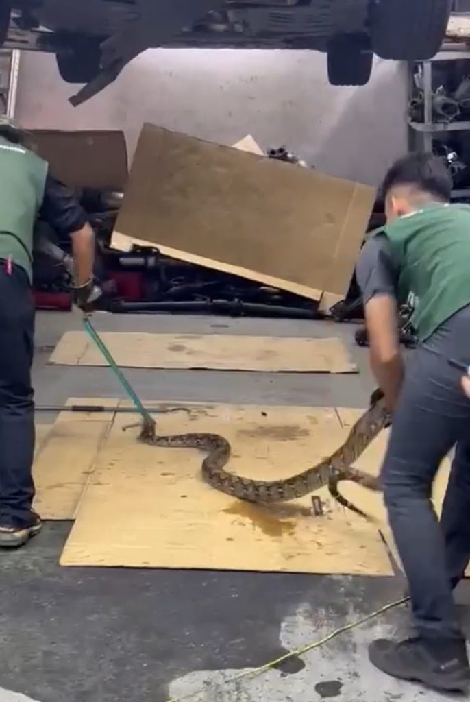 NParks Contractor Bitten While Retrieving Snake From Car, Stays Calm ...