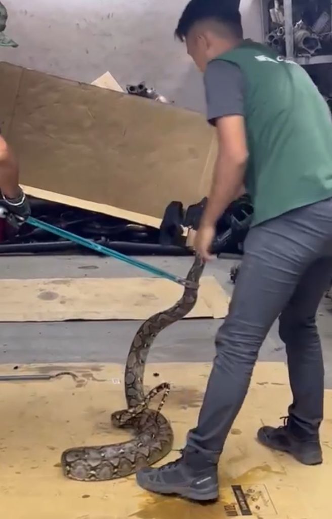 NParks Contractor Bitten While Retrieving Snake From Car, Stays Calm ...