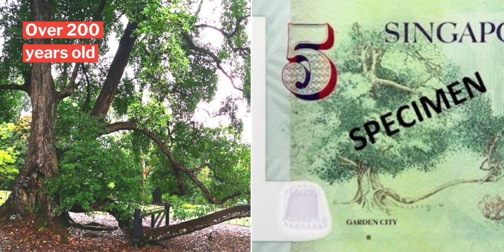 Iconic Tembusu Tree On S$5 Note Still Stands In Botanic Gardens ...