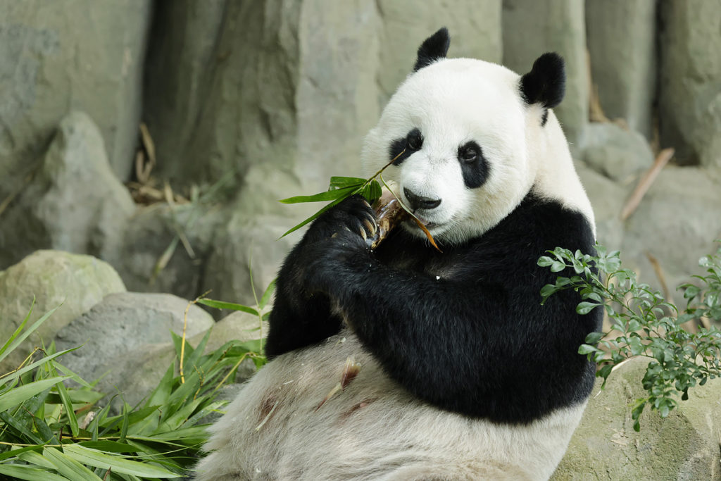 Pandas Kai Kai & Jia Jia Staying In S'pore Till 2027, May Get More ...