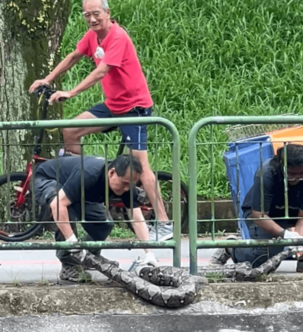 Huge Python Spotted Chilling Along Footpath At Ulu Pandan, Rescued By ACRES