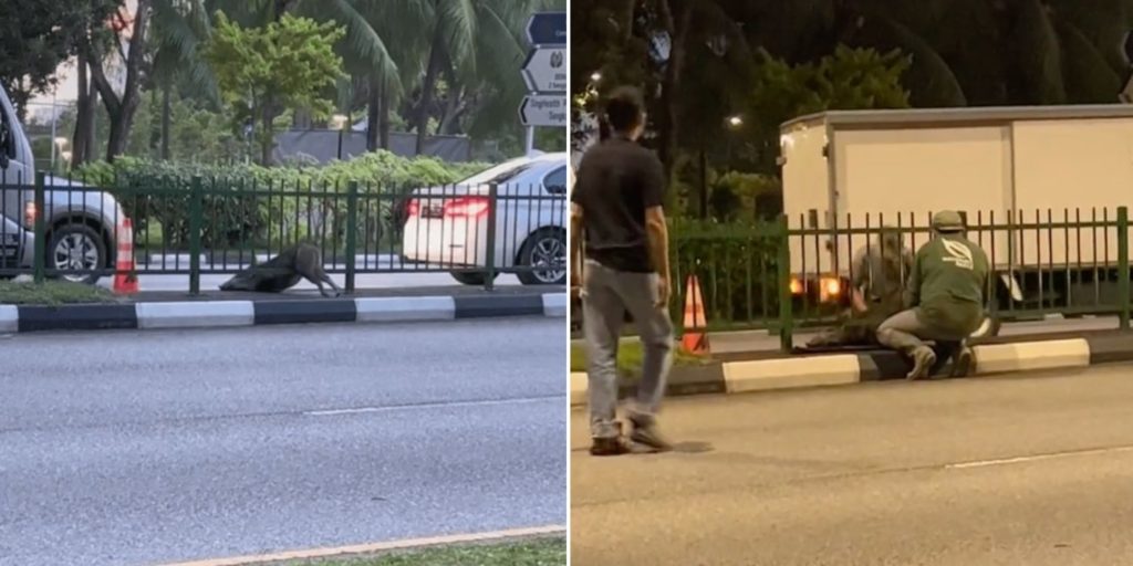 Wild Boar Stuck In Sengkang Road Divider Was Euthanised, It Suffered ...