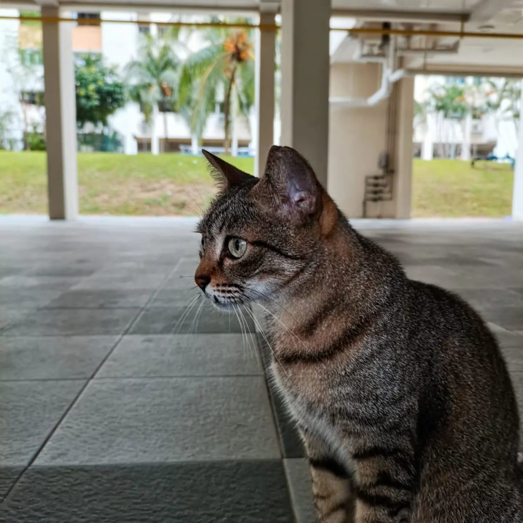 Govt Considering Allowing Cats In HDB Flats, Gathering Public Feedback ...