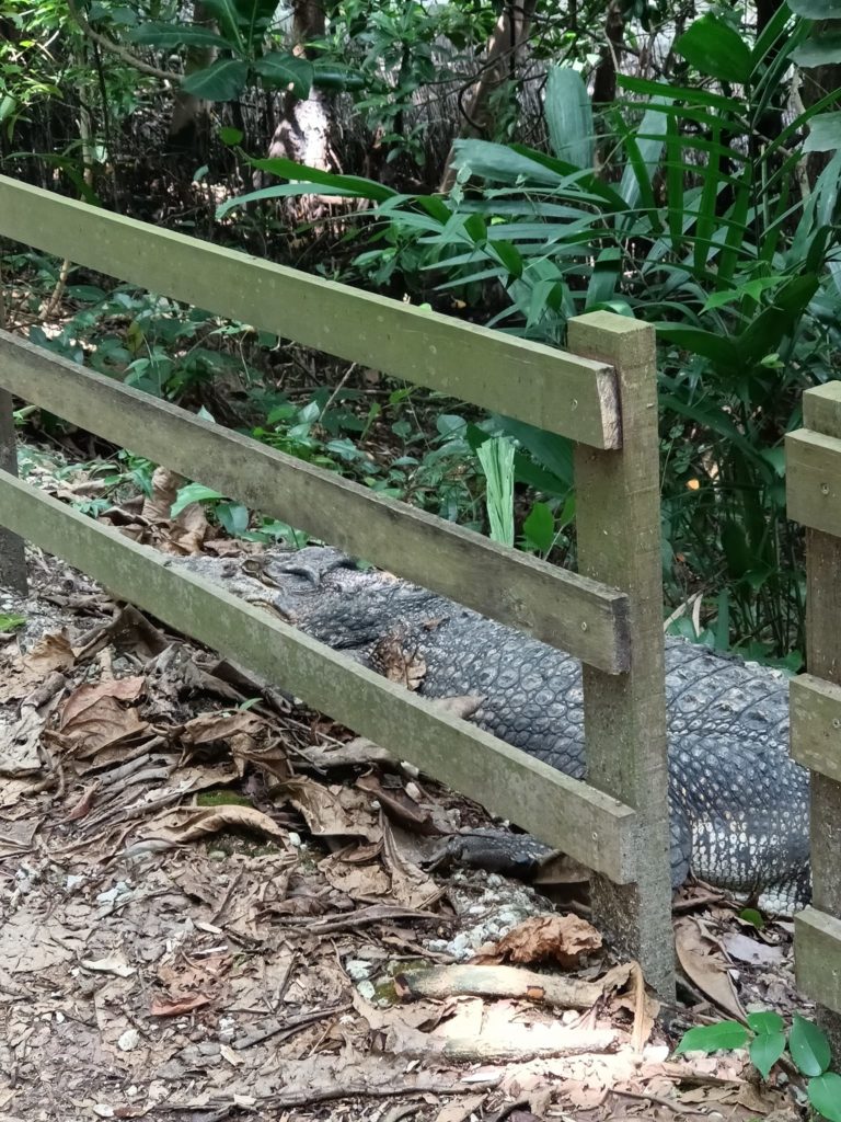 Crocodile Lurks Behind Fence Along Sungei Buloh Walking Trail, Catches ...