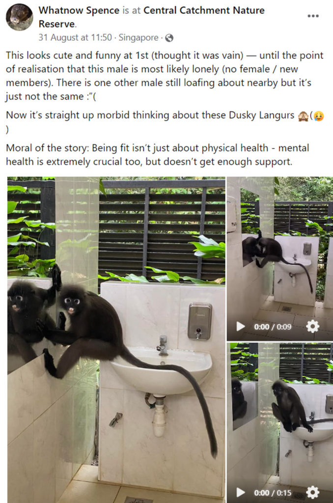 Monkey Mesmerised By Reflection In Mirror At S’pore Nature Reserve ...