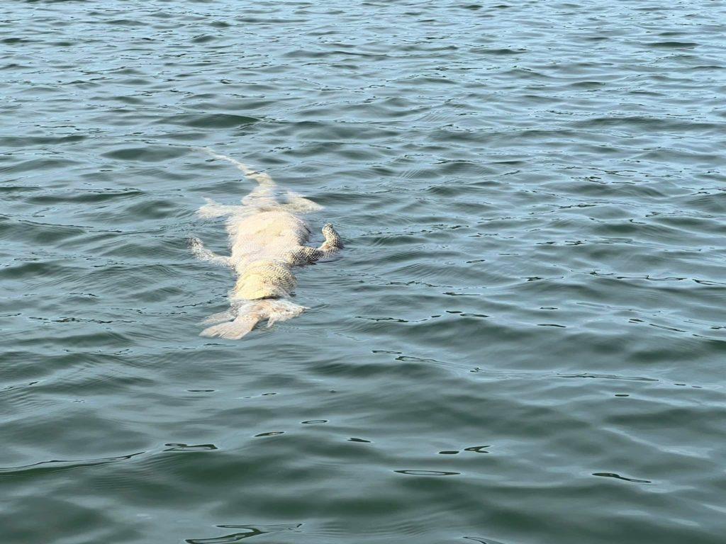 Monitor Lizard Carcass Found Floating In Water Near Marina Bay, It ...