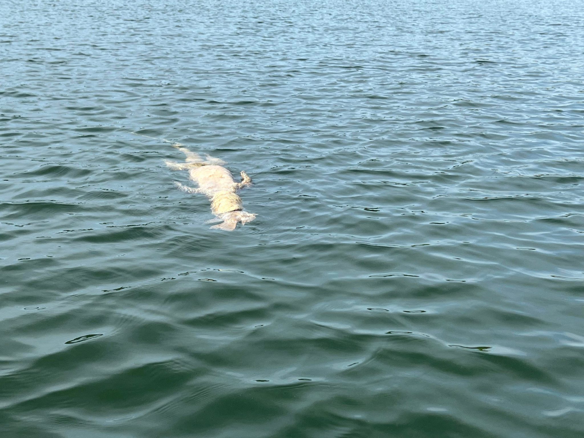 Monitor Lizard Carcass Found Floating In Water Near Marina Bay, It ...