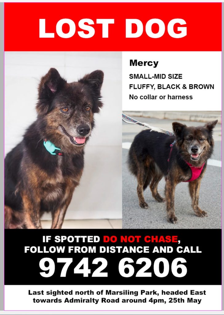 Rescued Dog Missing For Over 100 Days After Dashing Out Of Woodlands ...