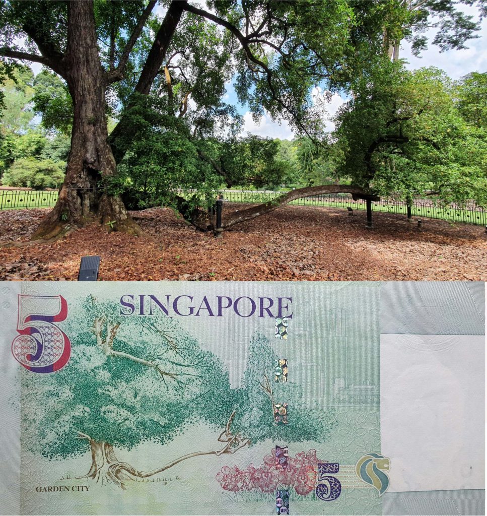 Iconic Tembusu Tree On S$5 Note Still Stands In Botanic Gardens ...