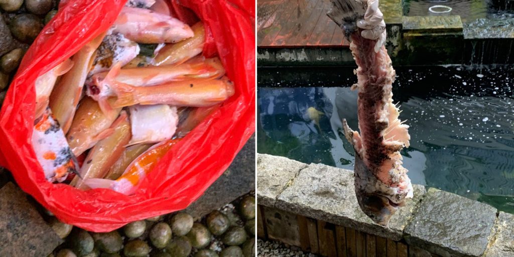 Otters Chomp On 22 Koi Fish At Bukit Timah House, Only 1 Survivor Left