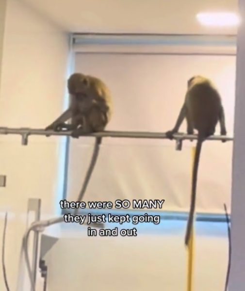 Monkeys Invade S'pore Woman's Home Toilet, Steal Bath Products & Shoot ...