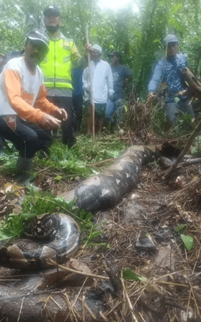 Indonesia Woman Goes Missing After Work, Found To Be Swallowed Whole By ...