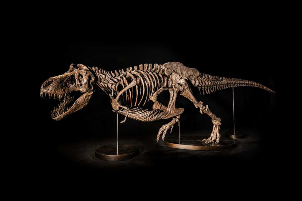 T-Rex Skeleton On Display In S'pore Before Hong Kong Auction, 79 Bones ...