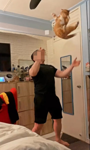 Man Throws Cat In The Air & Twirls It On The Floor, AVS Investigating ...
