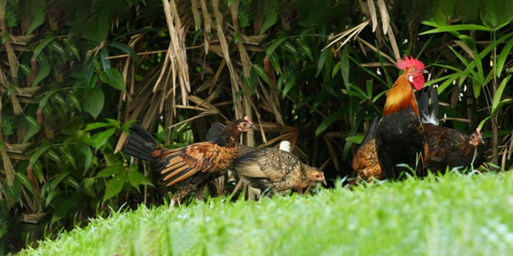 Pasir Ris Park Has About 50 Wild Chickens, NParks Urges Public Not To ...