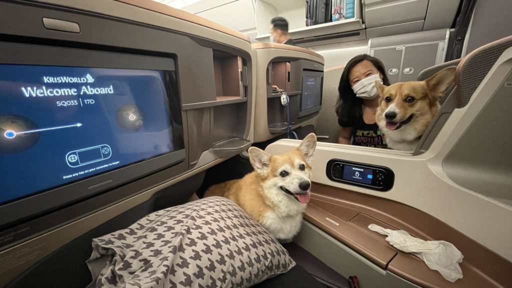 Corgis Fly Business Class With Owners On SIA, They Mostly Cuddle & Sleep
