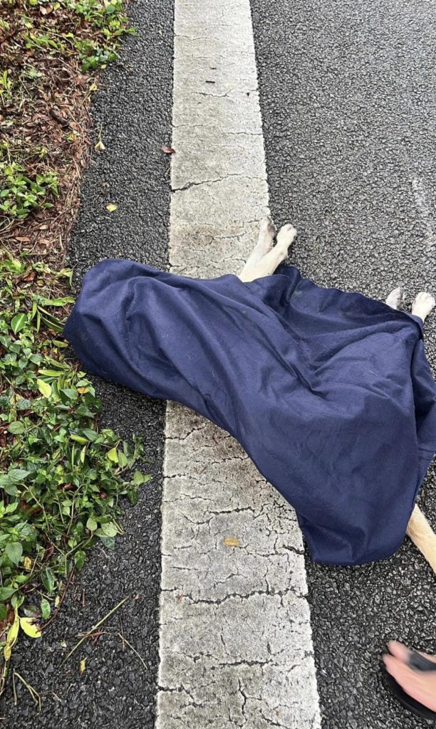 Dog’s Body Missing After It Dies From Accident On PIE, Owners Appeal ...