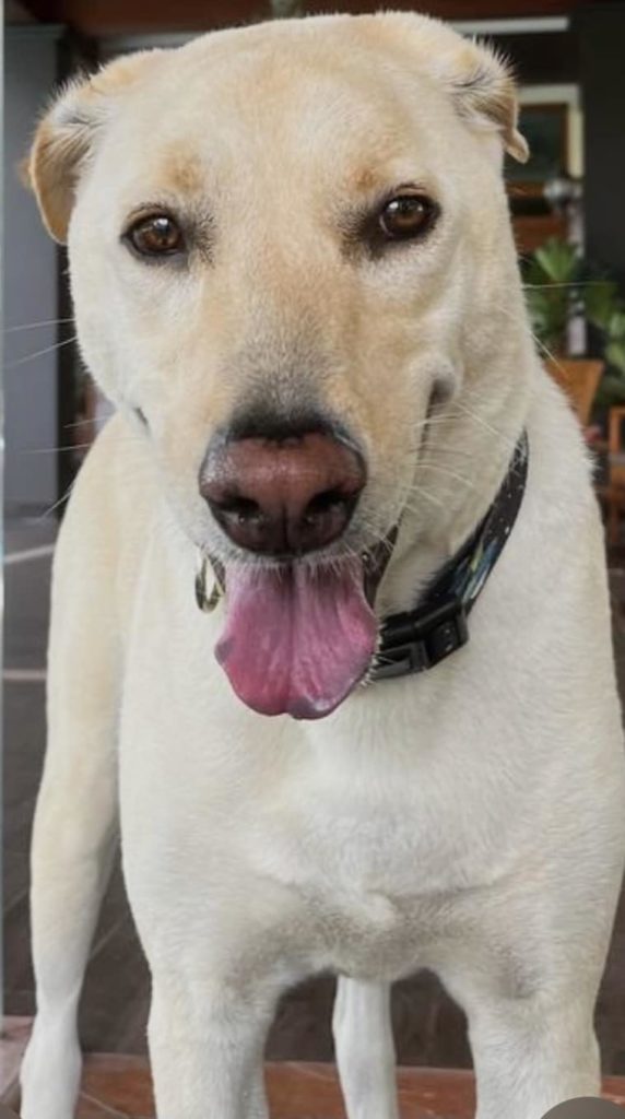 Dog’s Body Missing After It Dies From Accident On PIE, Owners Appeal ...