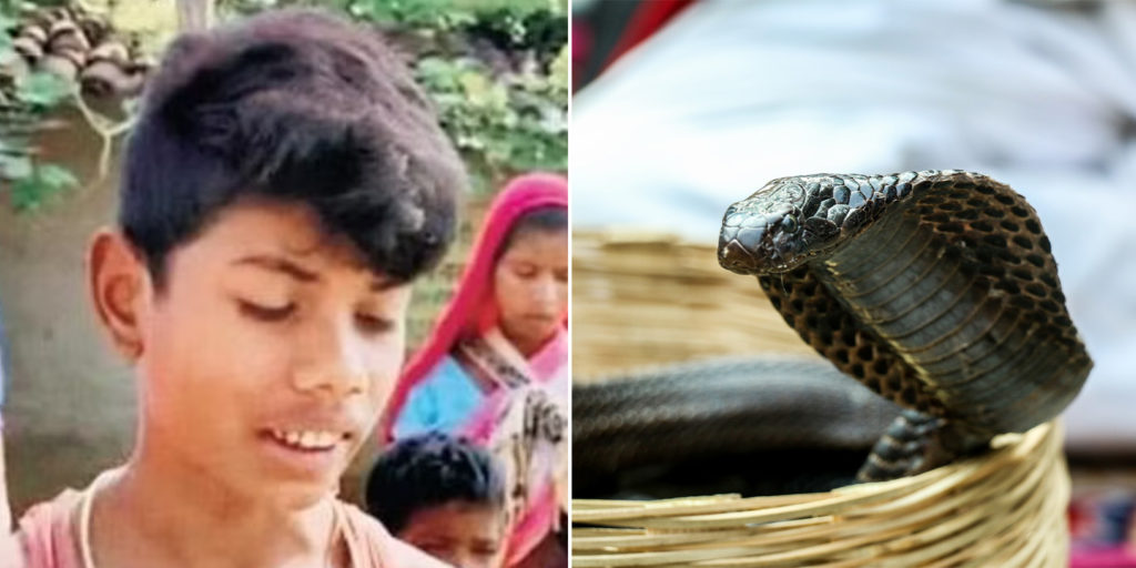 8-Year-Old Boy In India Bites Cobra Twice After Getting Attacked ...