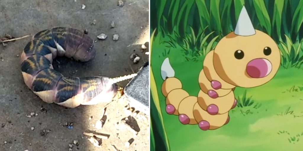 Huge Alien-Like Worm With Horn Spotted In Johor, Creature Resembles ...