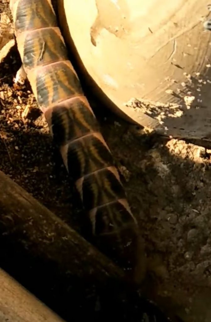 Huge Alien-Like Worm With Horn Spotted In Johor, Creature Resembles ...