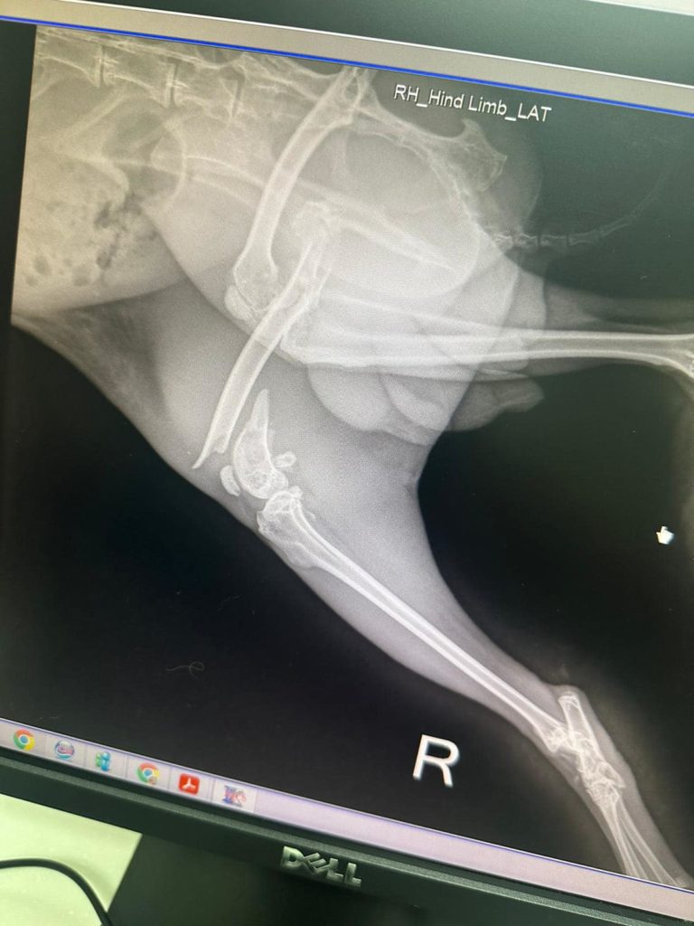 Owner Claims S’pore Vet Mishandled Bunny & Caused Its Leg To Break ...