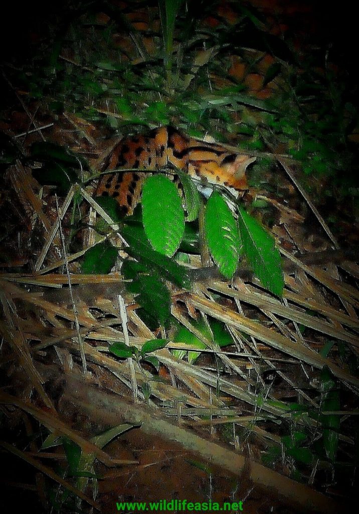Rare Leopard Cat Spotted In S'pore Forest, Last Wildcat Species In Country