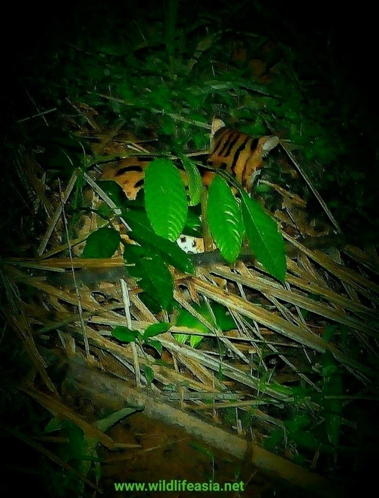 Rare Leopard Cat Spotted In S'pore Forest, Last Wildcat Species In Country
