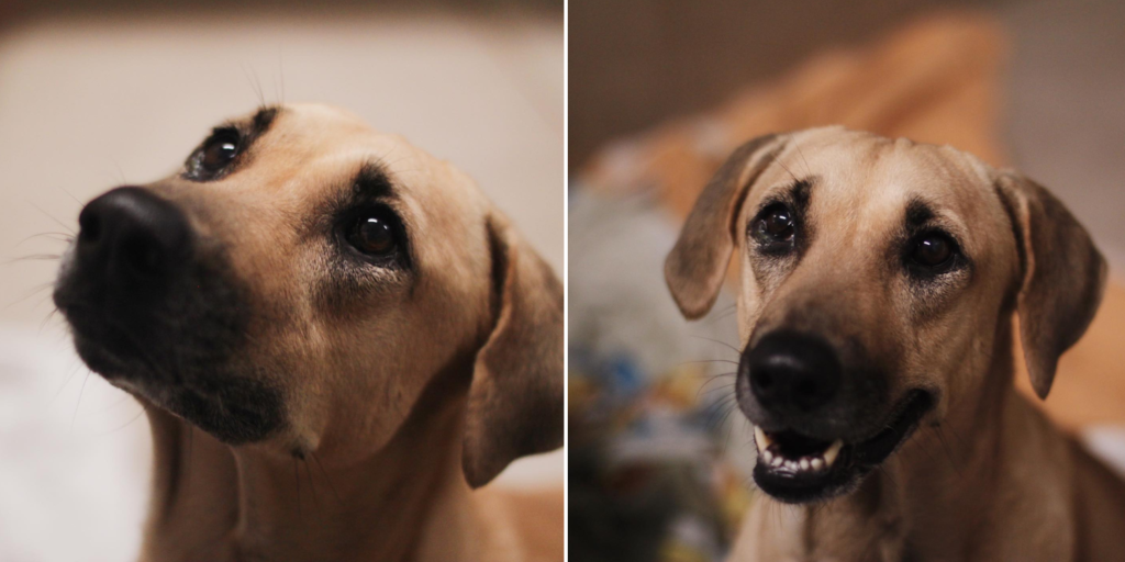 Dog Surrendered To SPCA As Family Left S’pore, Hopes To Find A Forever Home