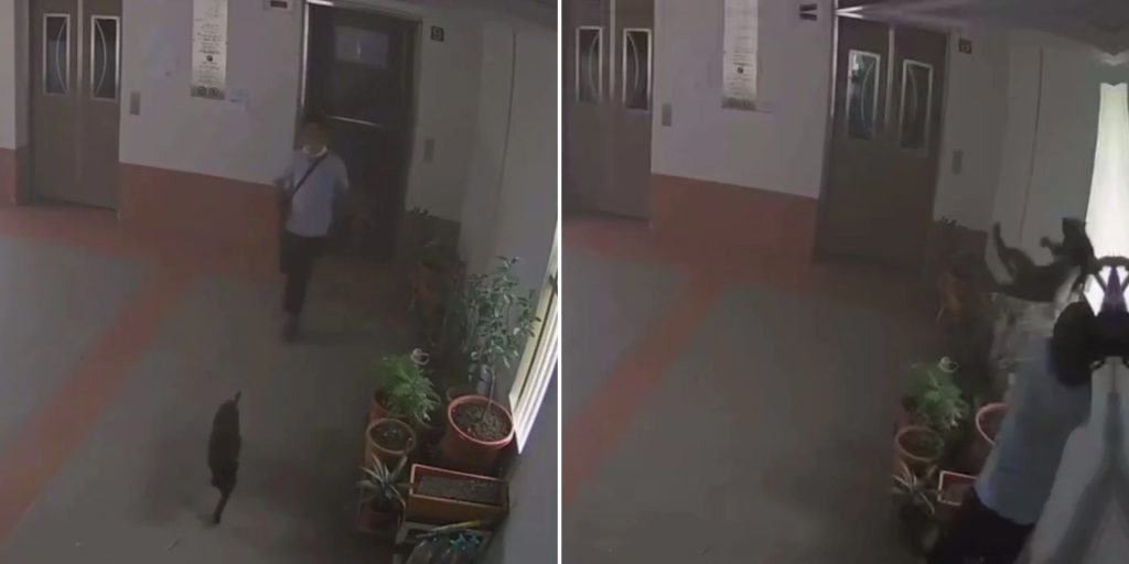 Boy Throws Community Cat From 22nd Floor Of Boon Lay HDB, Police Report ...