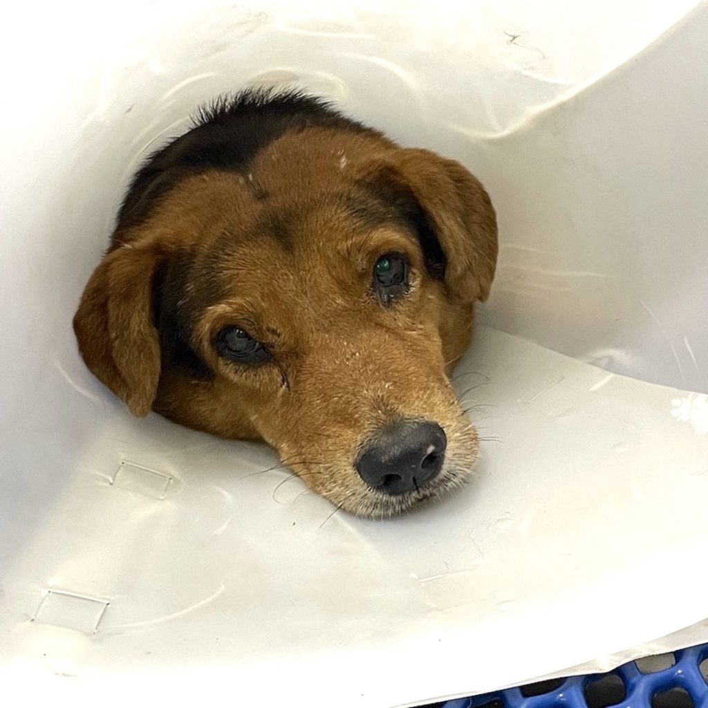 Stray Dog Gets Trapped Under Van In Kranji, Rescued By Nearby Samaritans