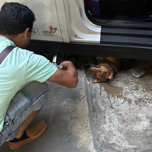 Stray Dog Gets Trapped Under Van In Kranji, Rescued By Nearby Samaritans