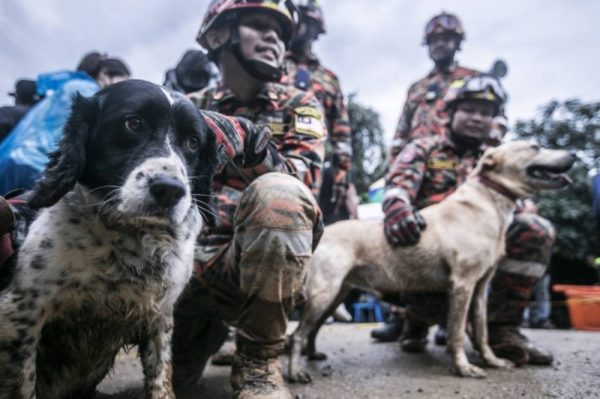 K9 Sniffer Dog Passes Out From Exhaustion During M'sia Landslide Rescue ...