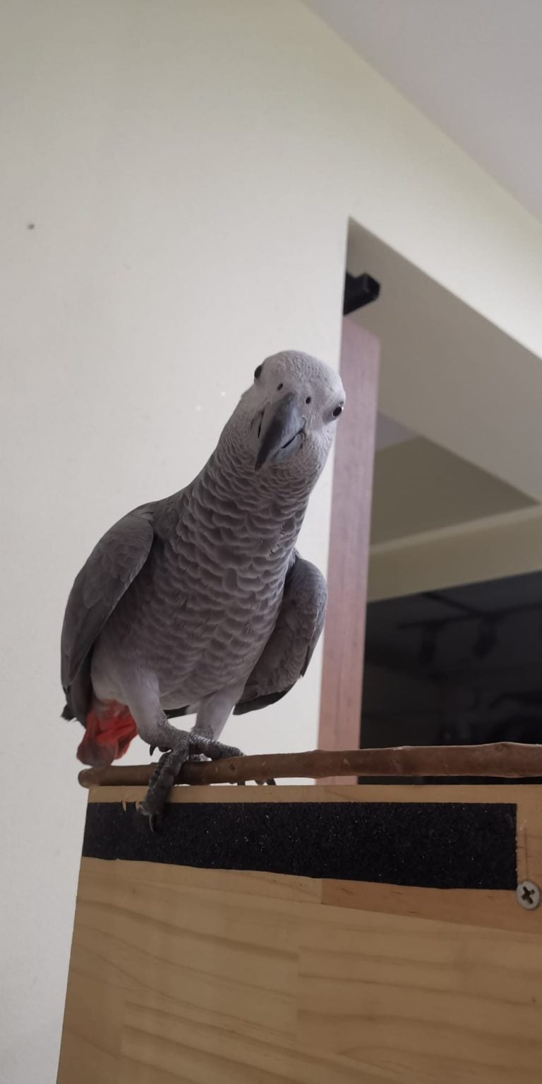 African Grey Parrot Missing In Toa Payoh Since 29 Oct, Owners Offer S ...