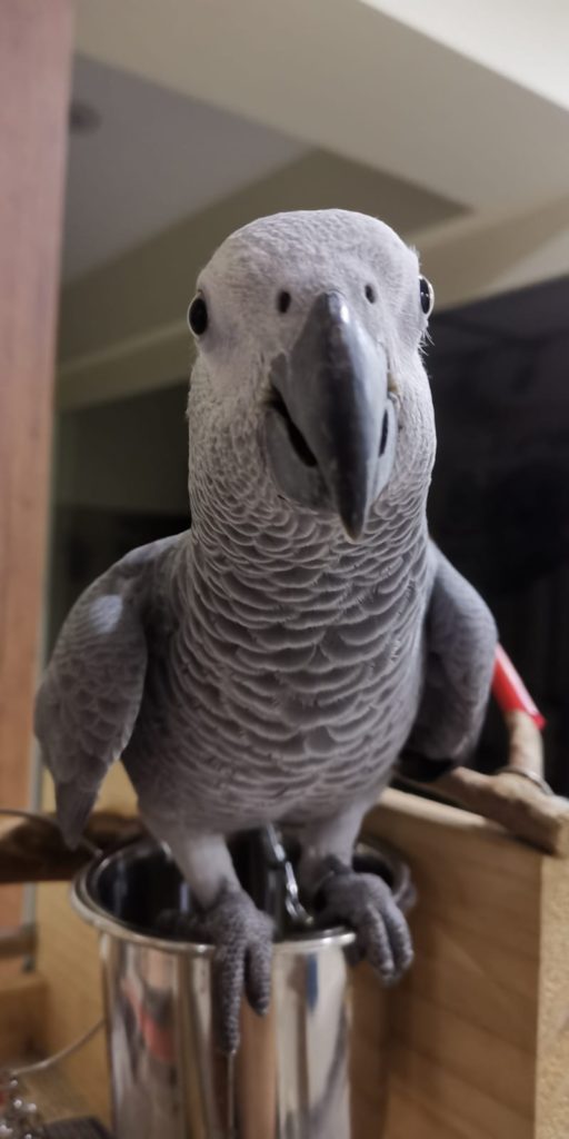African Grey Parrot Missing In Toa Payoh Since 29 Oct, Owners Offer S ...