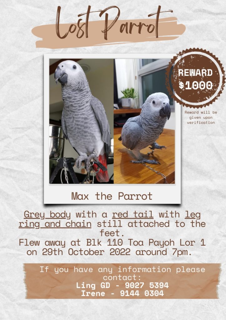 African Grey Parrot Missing In Toa Payoh Since 29 Oct, Owners Offer S ...