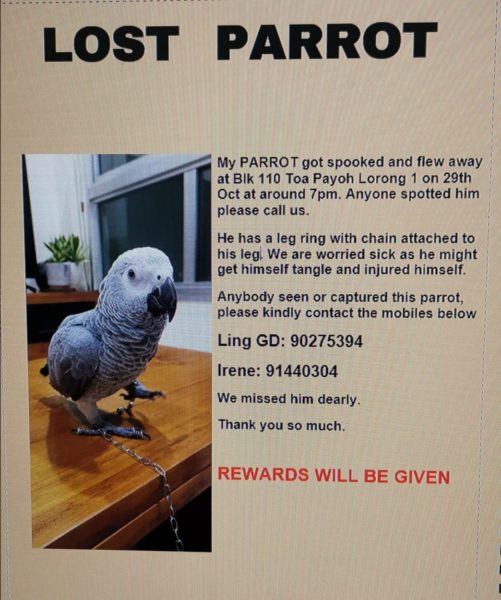 African Grey Parrot Missing In Toa Payoh Since 29 Oct, Owners Offer S ...