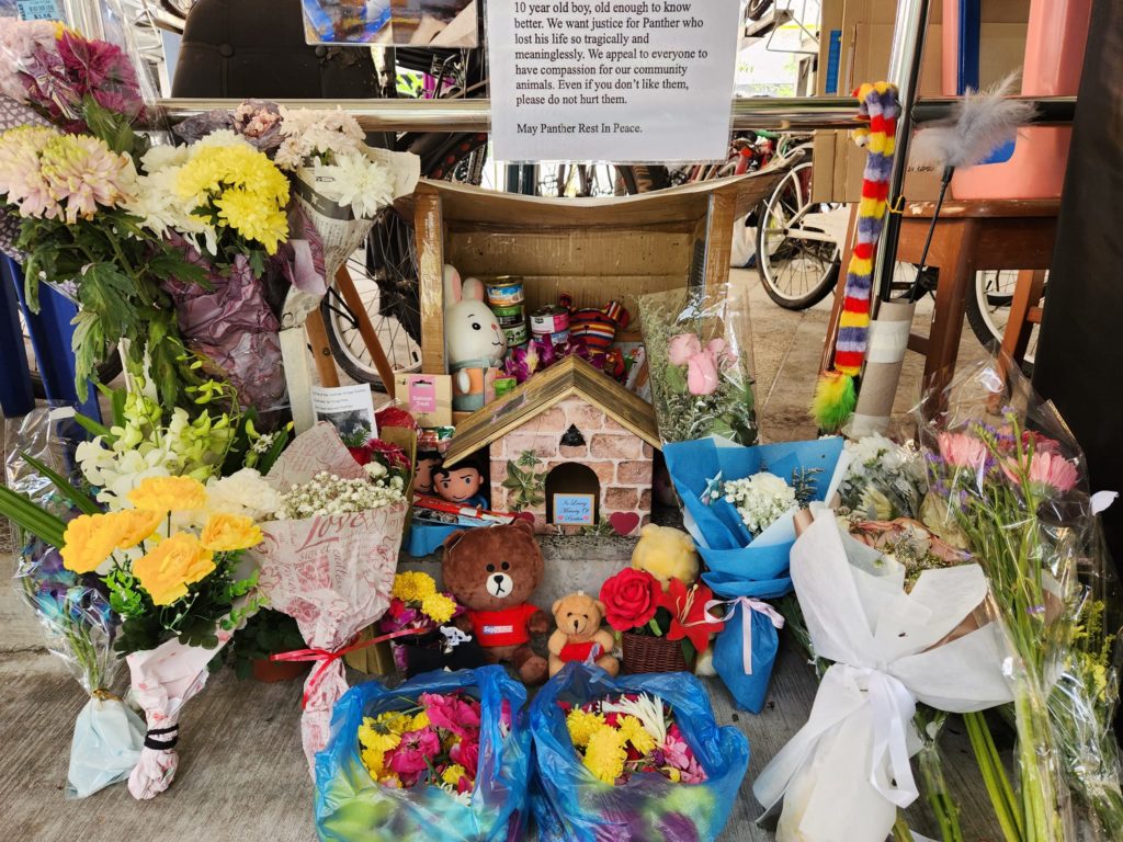 Community Cat Guards Panther's Memorial In Boon Lay, Animal Lovers ...