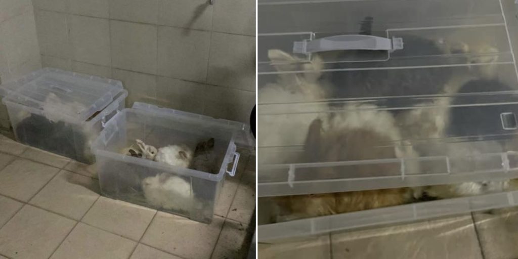 13 Rabbits With Matted Fur Abandoned At Clementi Void Deck, Rescuers ...