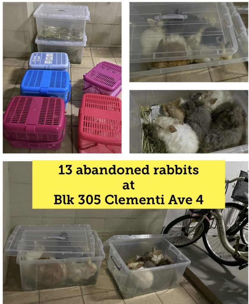 13 Rabbits With Matted Fur Abandoned At Clementi Void Deck, Rescuers ...