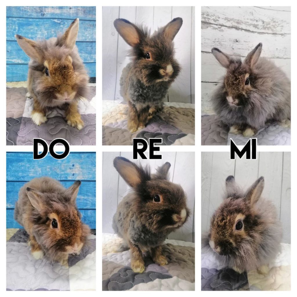 13 Rabbits With Matted Fur Abandoned At Clementi Void Deck, Rescuers ...