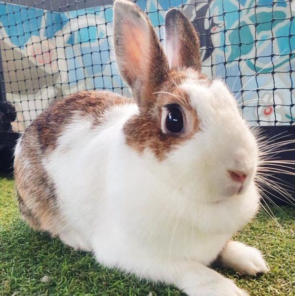 Lone Rabbit Spotted At Tampines Eco Green Now Rescued & Safe In SPCA's Care