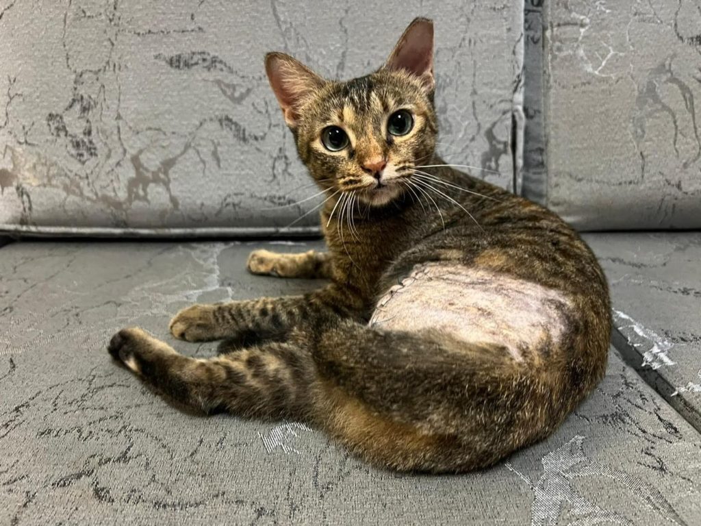 S'pore Cat Loses A Leg After Plunging 5 Floors, Now Up For Adoption