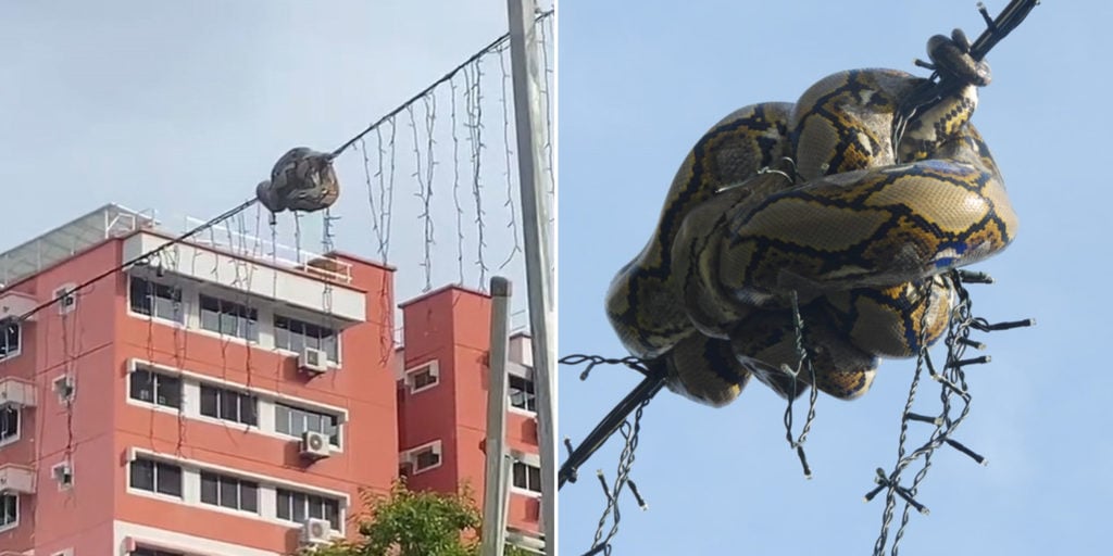 Python Coiled Around Street Lighting In Choa Chu Kang Attracts Crowd ...