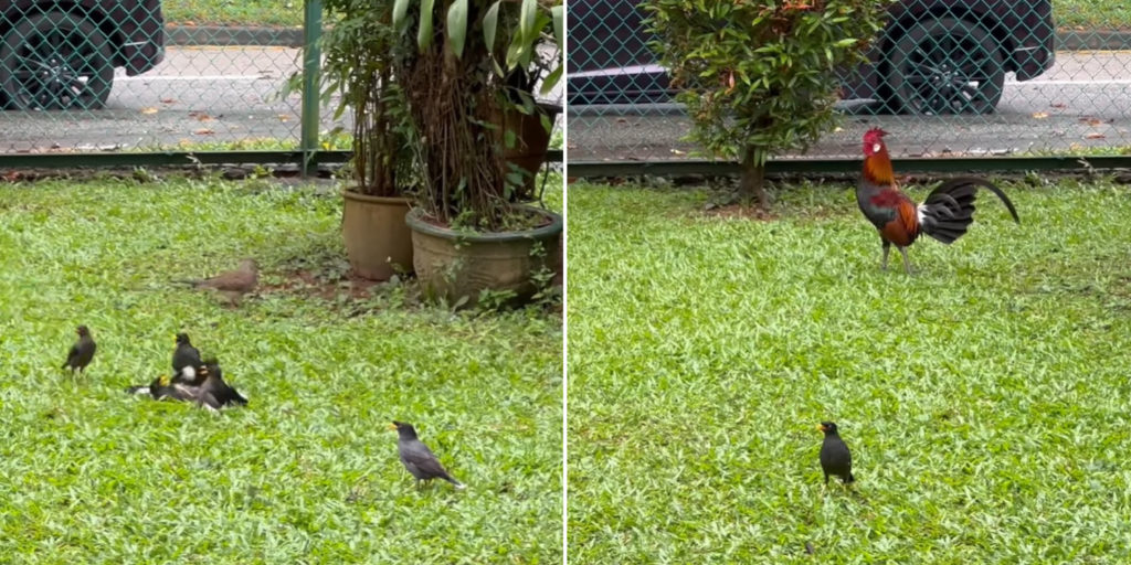 Groups Of Mynahs Tussle For Dominance In S'pore, Fight Broken Up By ...