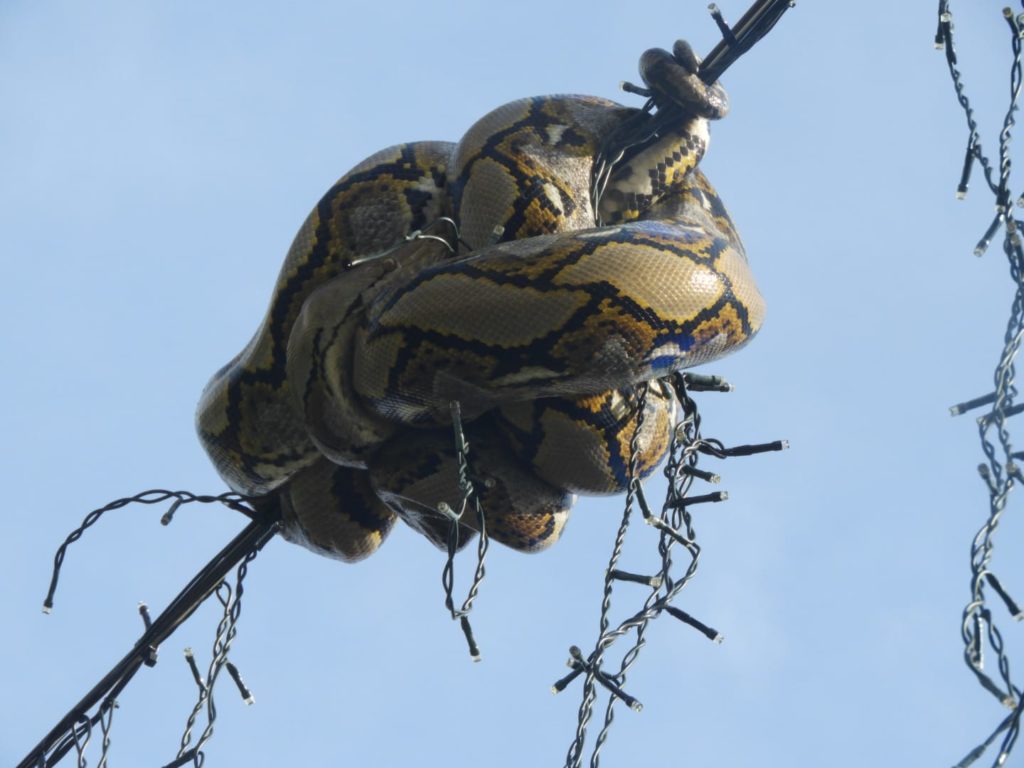 Python Coiled Around Street Lighting In Choa Chu Kang Attracts Crowd ...