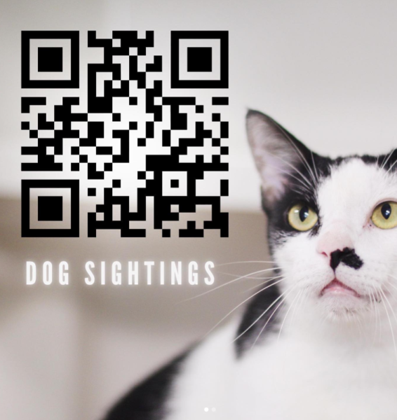 SPCA Urges S'pore Residents To Look Out For Dogs That Killed Over 20 ...