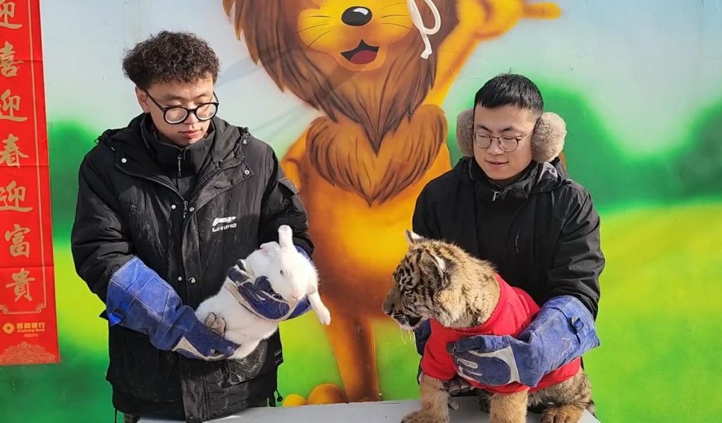 China Zoo Tiger Attacks Rabbit During CNY Ceremony, Bunny Seemingly ...