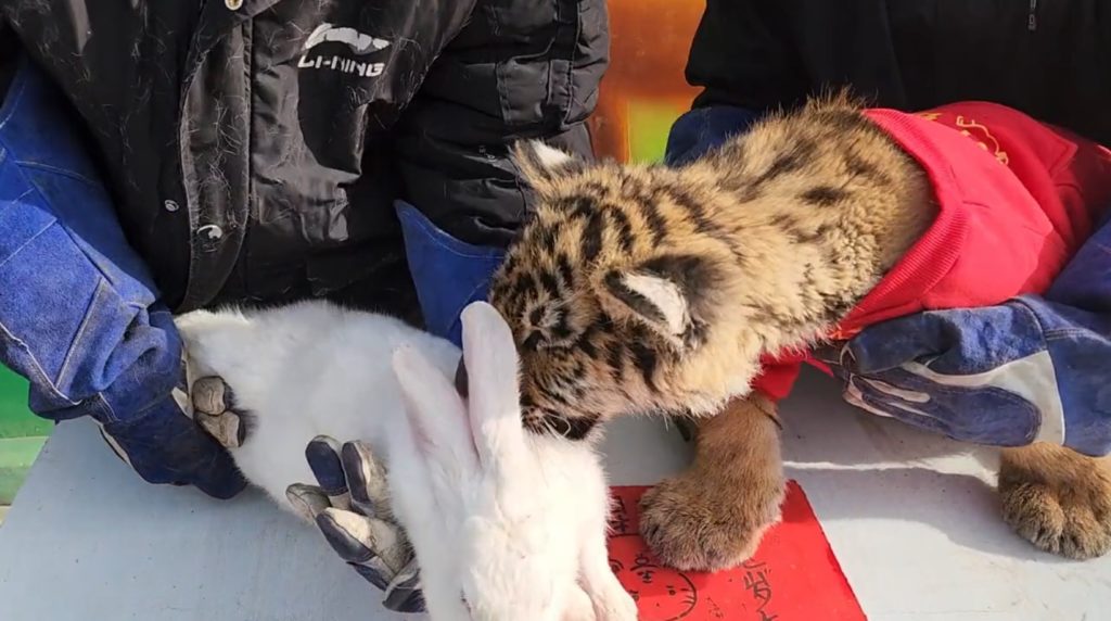 China Zoo Tiger Attacks Rabbit During CNY Ceremony, Bunny Seemingly ...