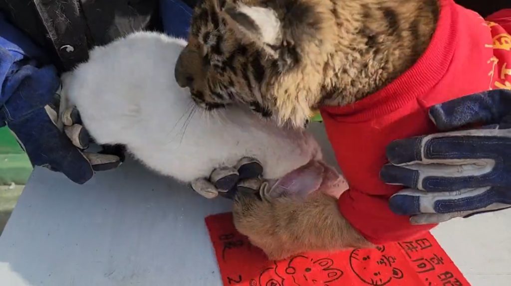 China Zoo Tiger Attacks Rabbit During CNY Ceremony, Bunny Seemingly ...